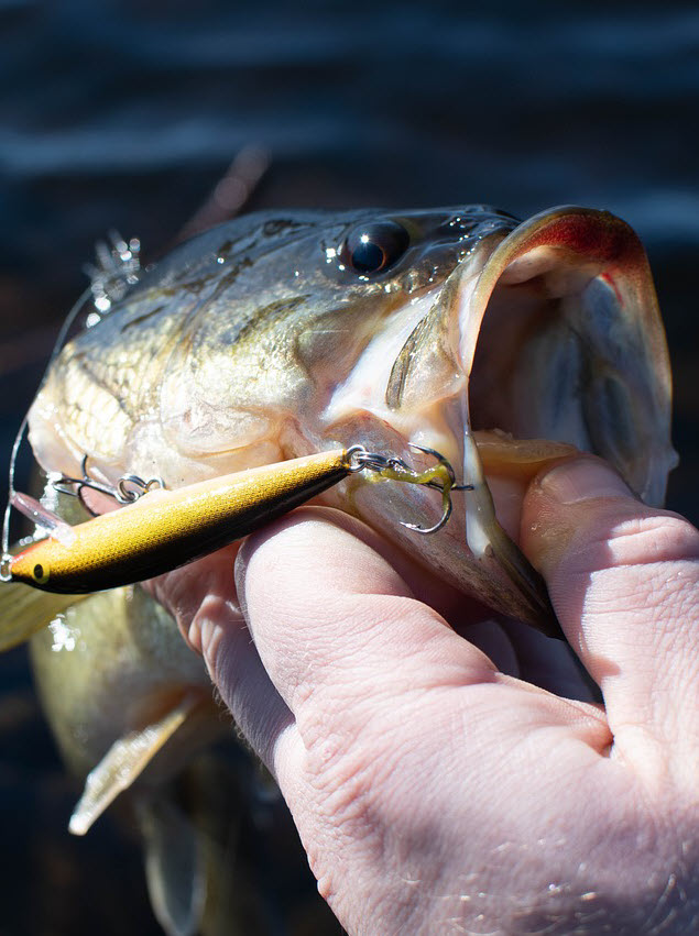 Conservation – Georgia Bass Federation